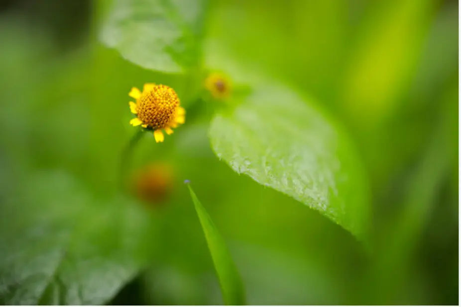 @ACMELLA OLERACEA EXTRACT: A NATURAL ANTI-WRINKLE, ANTI-AGING – FirstBase Skincare